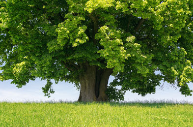 Wood types | origin and characteristics | Futonwerk